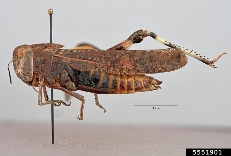 plains yellow-winged grasshopper (Arphia simplex Scudder, 1875)