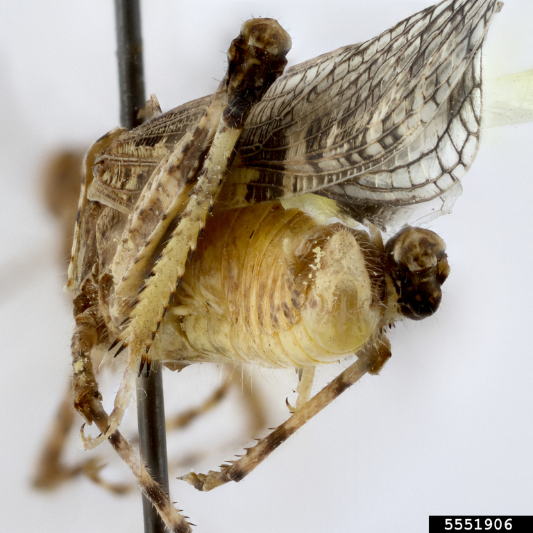 cristate grasshopper (Conozoa texana)