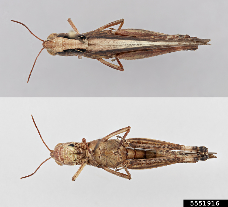 spotted-wing grasshopper (Orphulella pelidna (Burmeister, 1838))