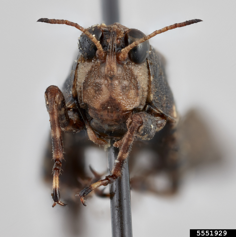 grouse locust (Tettigidea lateralis ssp. cazieri Rehn & Grant)