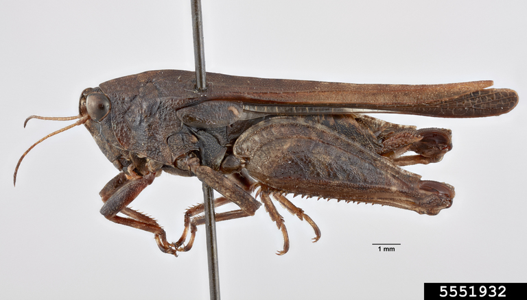 grouse locust (Tettigidea lateralis ssp. lateralis (Say))