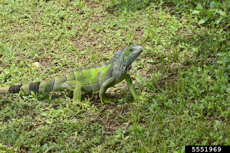 green iguana (Iguana iguana (Linnaeus, 1758))