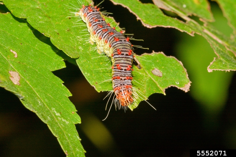 retarded dagger moth (Acronicta retardata)