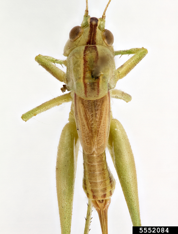straight-laced meadow grasshopper (Conocephalus strictus)