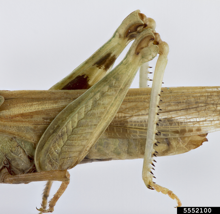 southwestern dusky grasshopper (Encoptolophus subgracilis)