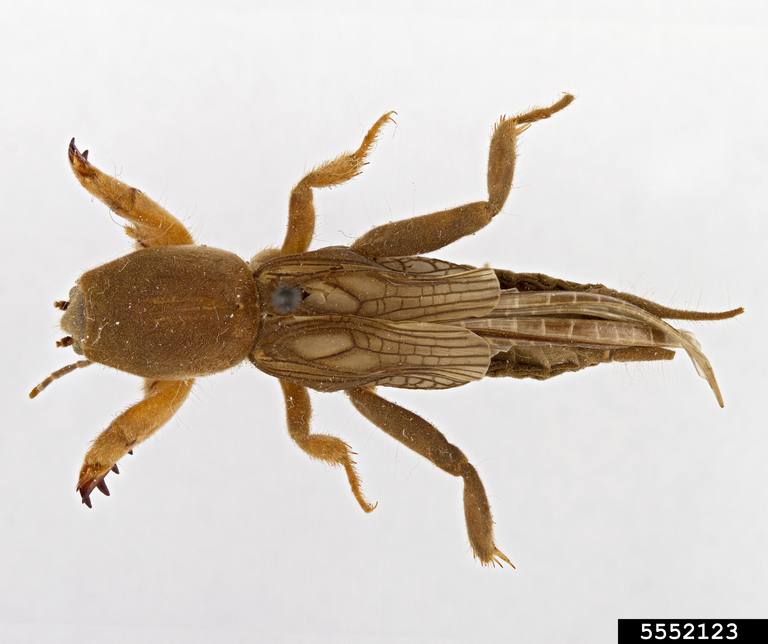 northern mole cricket (Neocurtilla hexadactyla (Perty, 1832))