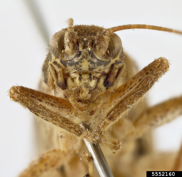 jumping bush cricket (Orocharis saltator Uhler, 1864)