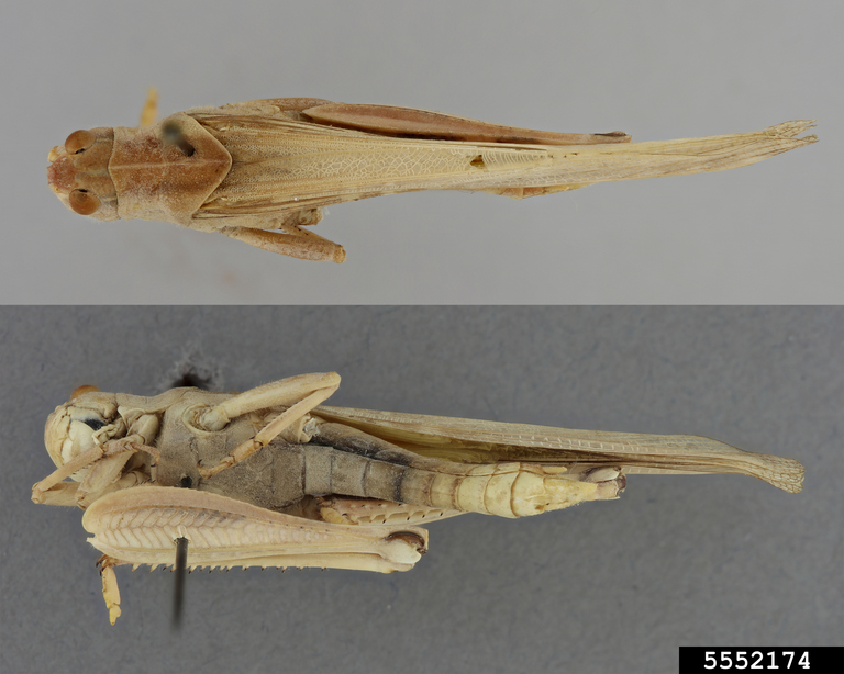 migratory locust (Locusta migratoria (Linnaeus, 1758))