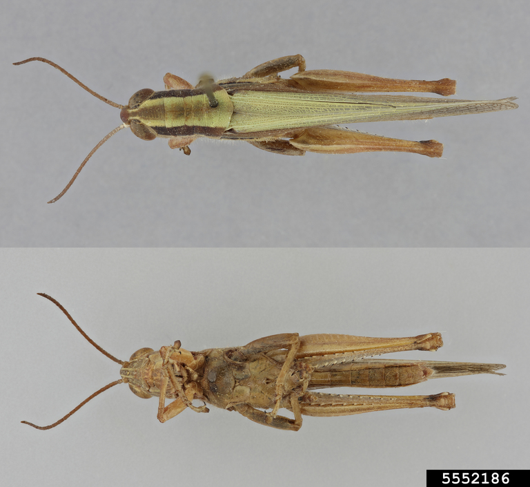 rice grasshopper (Oxya hyla)