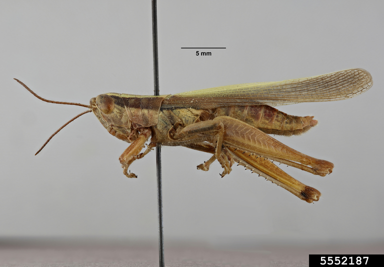 rice grasshopper (Oxya hyla Serville, 1831)