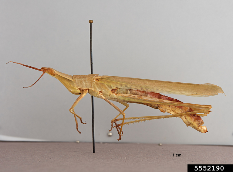 grasshopper (Acrida exaltata)