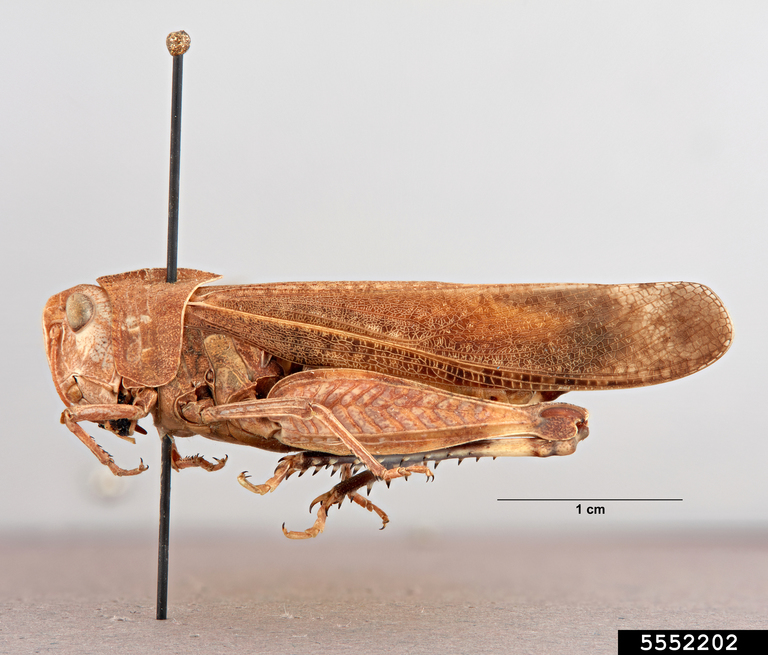 plains yellow-winged grasshopper (Arphia simplex)