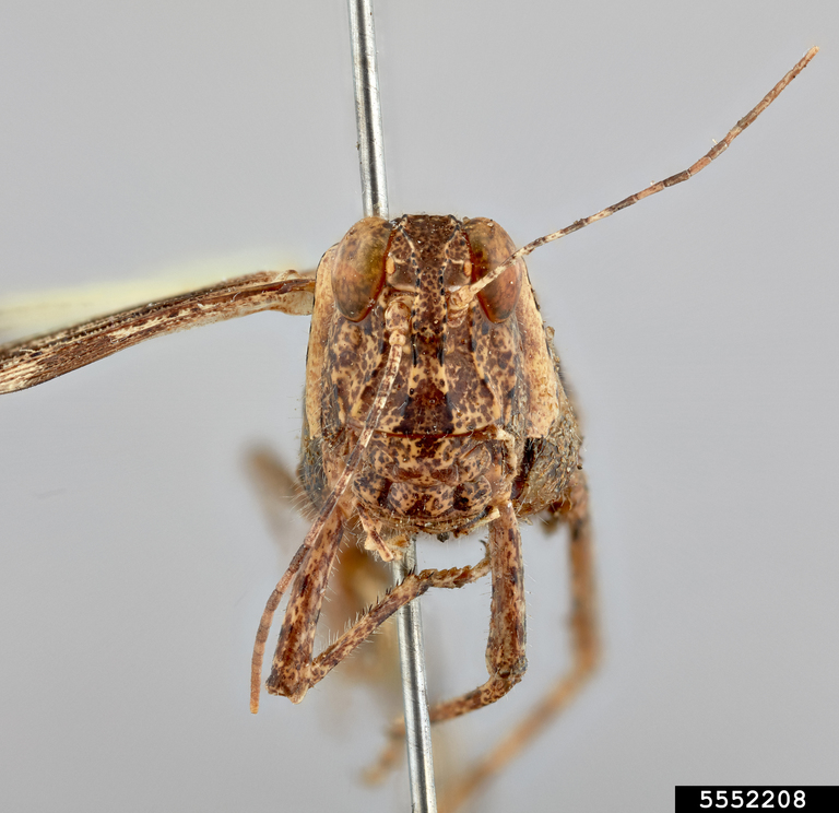 cristate grasshopper (Conozoa texana Bruner, 1889)