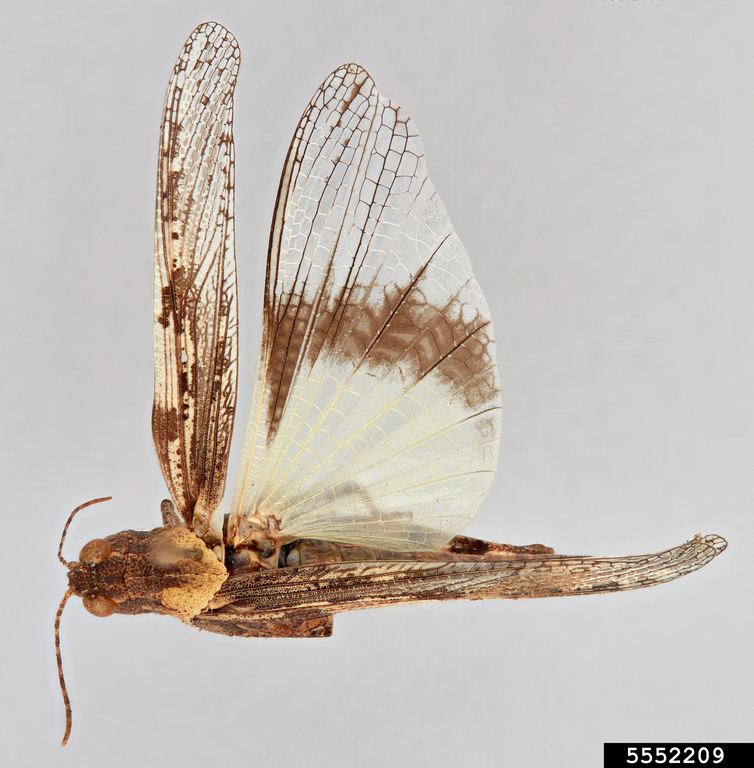 cristate grasshopper (Conozoa texana Bruner, 1889)