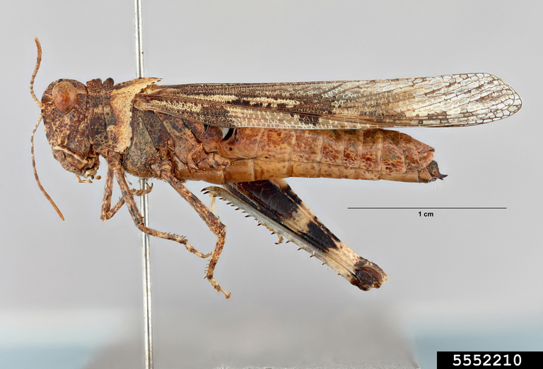 cristate grasshopper (Conozoa texana Bruner, 1889)