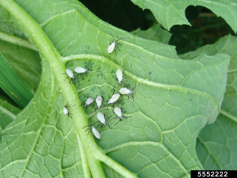 squash bug (Anasa tristis (De Geer))