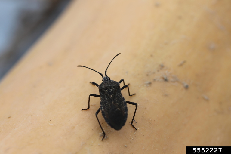 squash bug (Anasa tristis (De Geer))