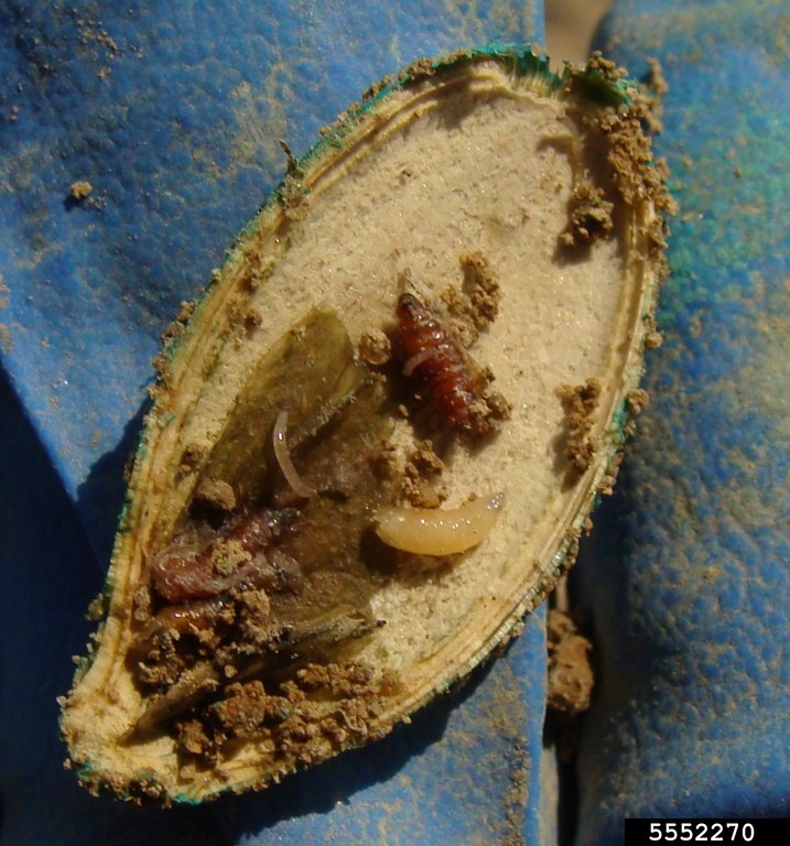 seedcorn maggot (Delia platura (Meigen, 1826))