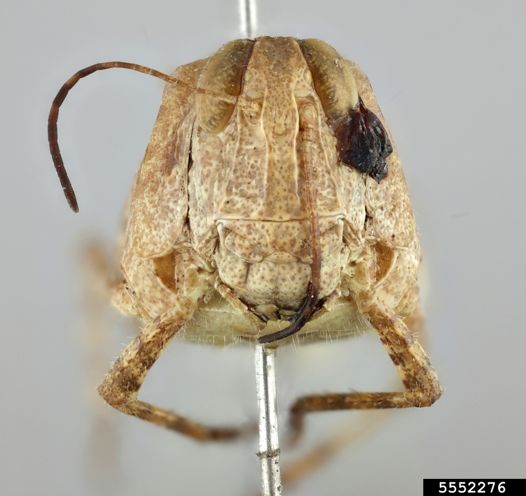 aztec range grasshopper, Lactista azteca (Orthoptera: Acrididae) - 5552276