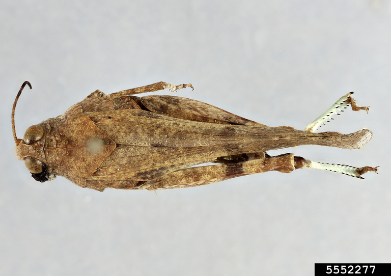 aztec range grasshopper (Lactista azteca (Saussure, 1861))