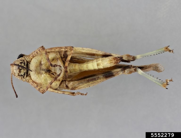 aztec range grasshopper (Lactista azteca (Saussure, 1861))
