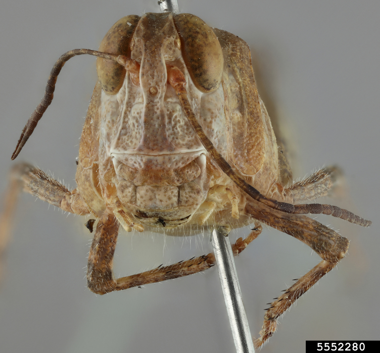 aztec range grasshopper (Lactista azteca (Saussure, 1861))