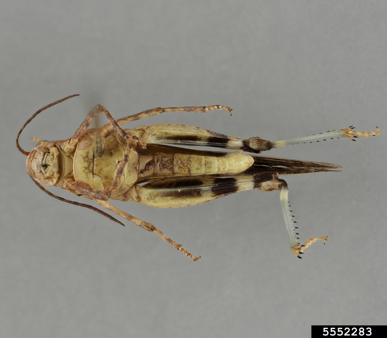 aztec range grasshopper (Lactista azteca (Saussure, 1861))