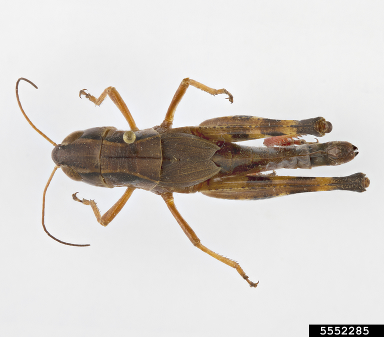 yellow-belly boopie (Boopedon flaviventris)