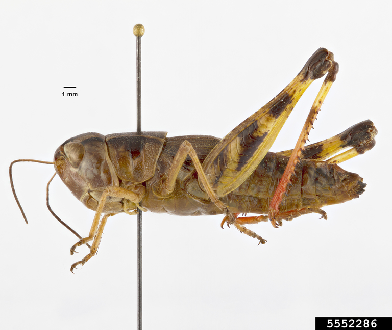 yellow-belly boopie (Boopedon flaviventris)