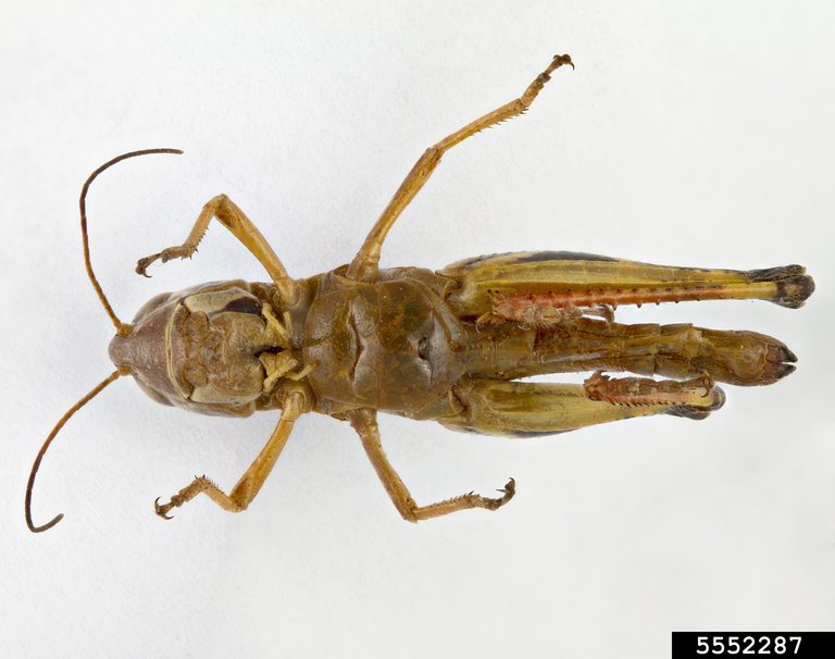 yellow-belly boopie (Boopedon flaviventris)