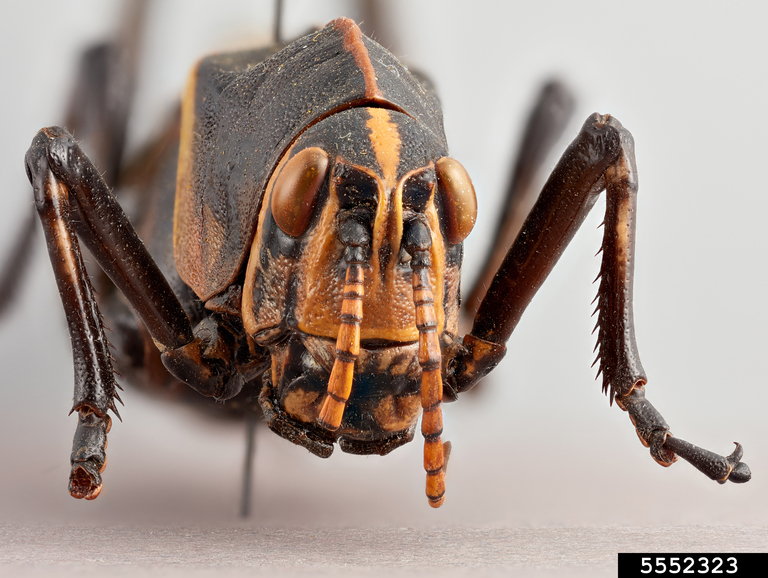 horse lubber grasshopper (Taeniopoda eques)