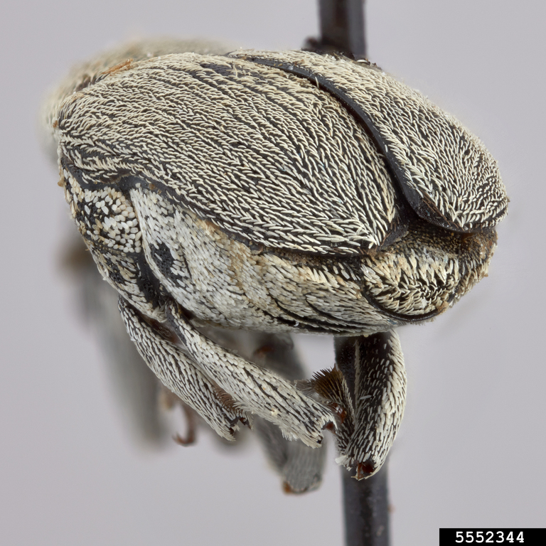 Jimson weed weevil (Trichobaris compacta)