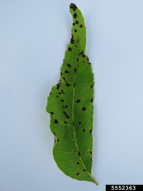 pecan scab (Venturia effusa (G. Winter) Rossman & W.C. Allen 2016)