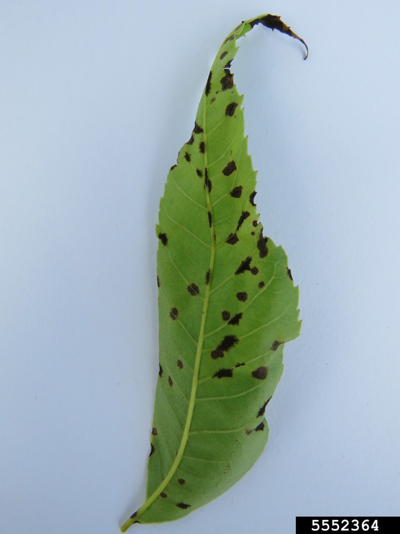 pecan scab (Fusicladium effusum)