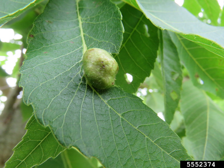 pecan leaf phylloxera (Phylloxera notabilis)