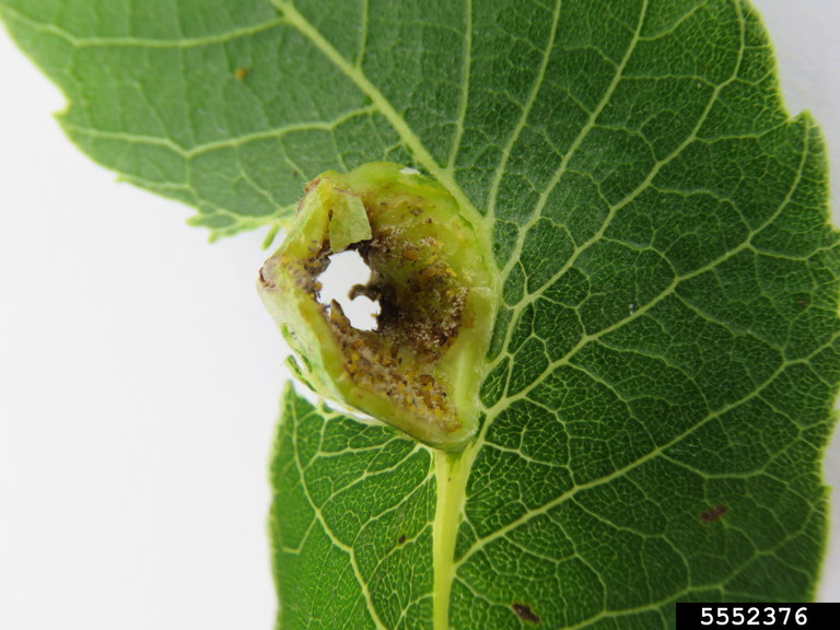 pecan leaf phylloxera (Phylloxera notabilis Pergande)