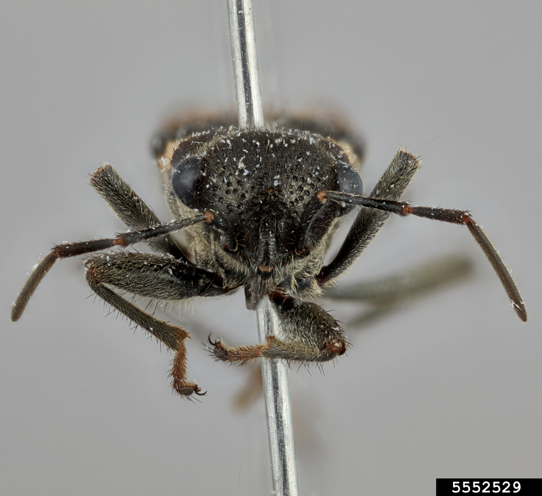 bordered plant bug (Arhaphe carolina Herrich-Schaeffer)