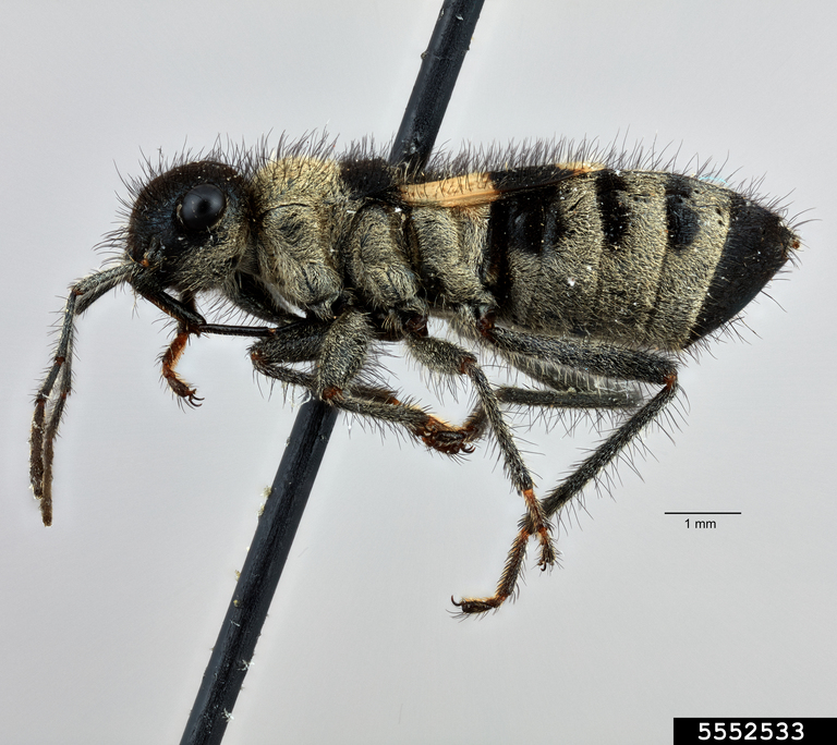 bordered plant bug (Arhaphe carolina)