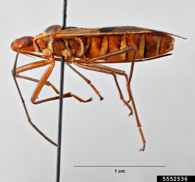 cotton stainer (Dysdercus chiriquinus Distant)