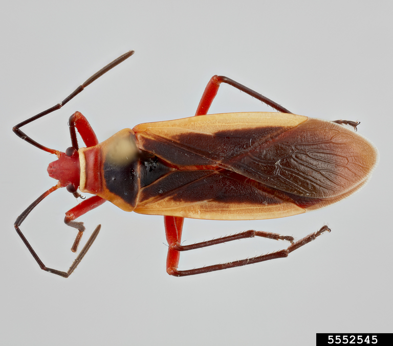 cotton stainer (Dysdercus obscuratus Distant)