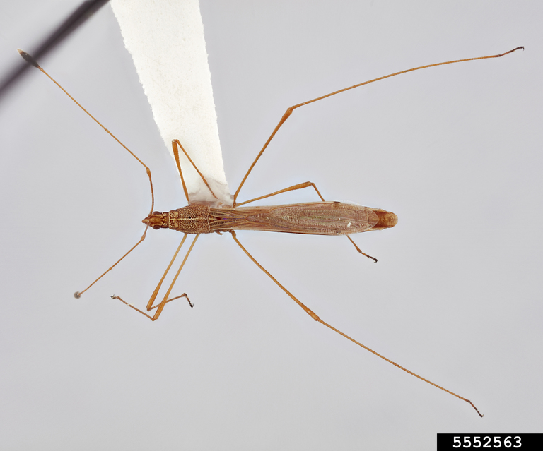 stilt bug (Jalysus spinosus (Say, 1824))