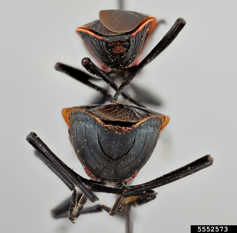 bordered plant bug (Largus convivus)