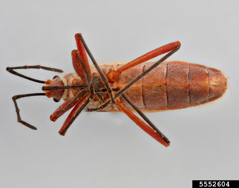 bordered plant bug (Stenomacra cliens (Stål))