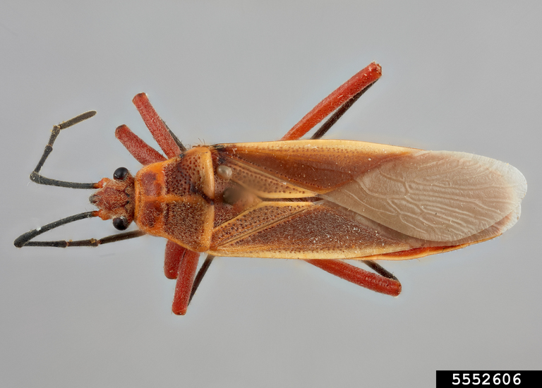 bordered plant bug (Stenomacra cliens)