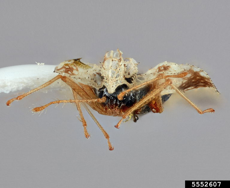 rhododendron lace bug (Stephanitis rhododendri Horvath)
