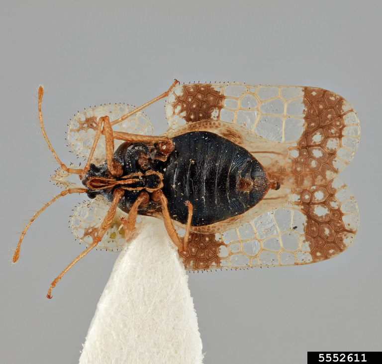 rhododendron lace bug (Stephanitis rhododendri)