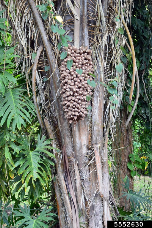 Cohune Palm (Attalea cohune)