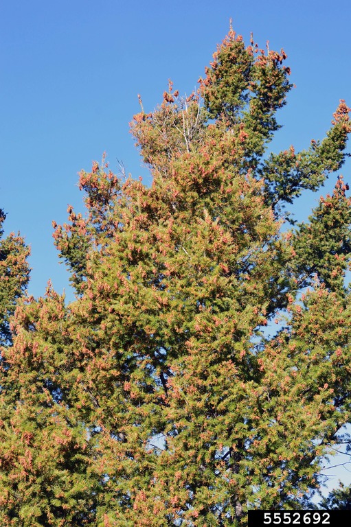 western spruce budworm (Choristoneura occidentalis)