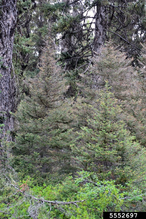 western spruce budworm (Choristoneura occidentalis)