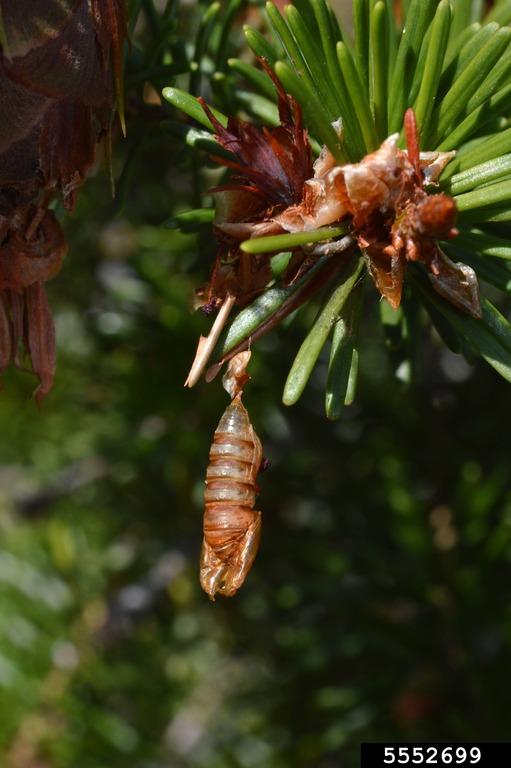 western spruce budworm (Choristoneura occidentalis (Walsingham, 1891))